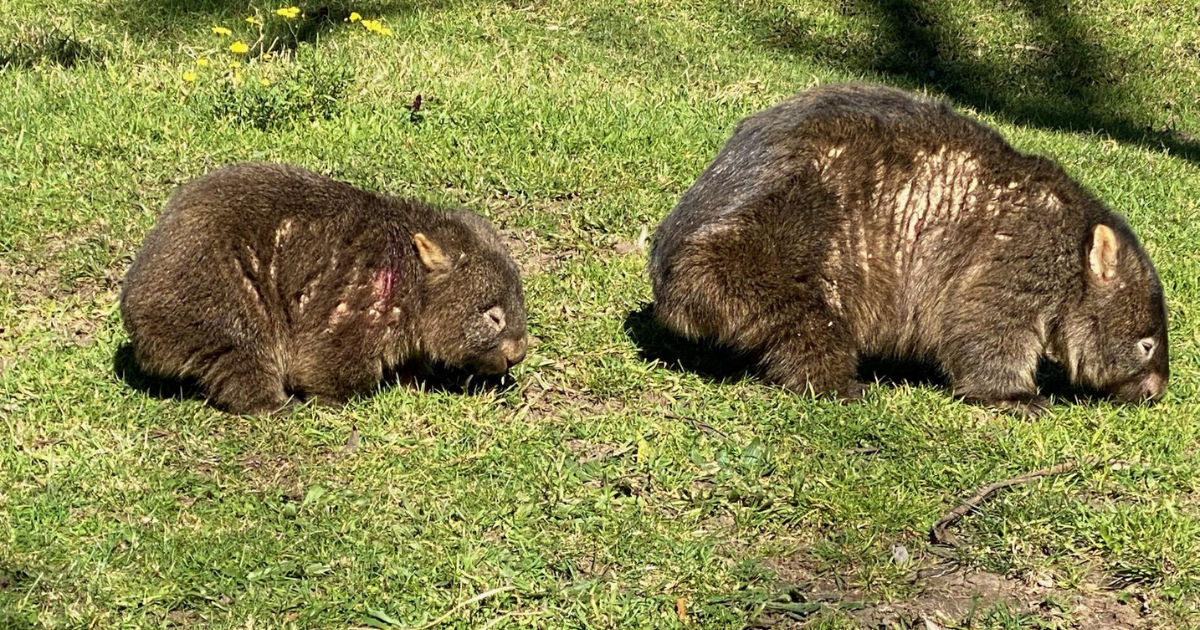Safeguarding Australia's Cherished Wombats: A Compassionate Collaboration