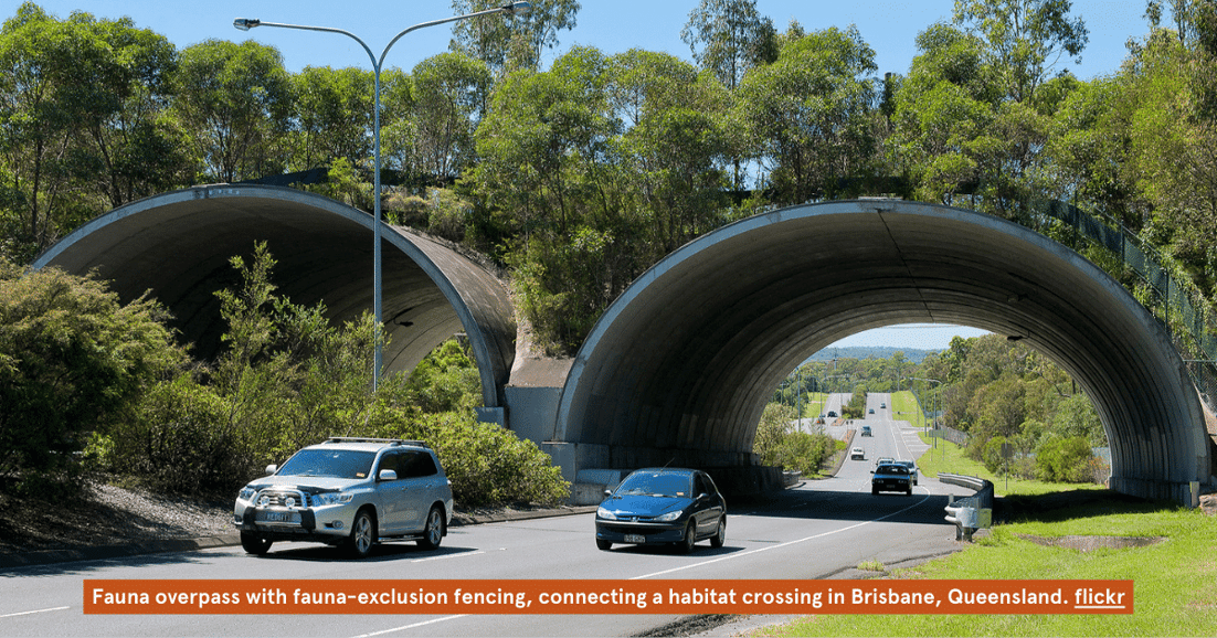 Securing Koala Survival: Appin Road Wildlife Crossings Fall Short ...