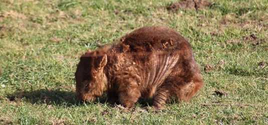 Wombats