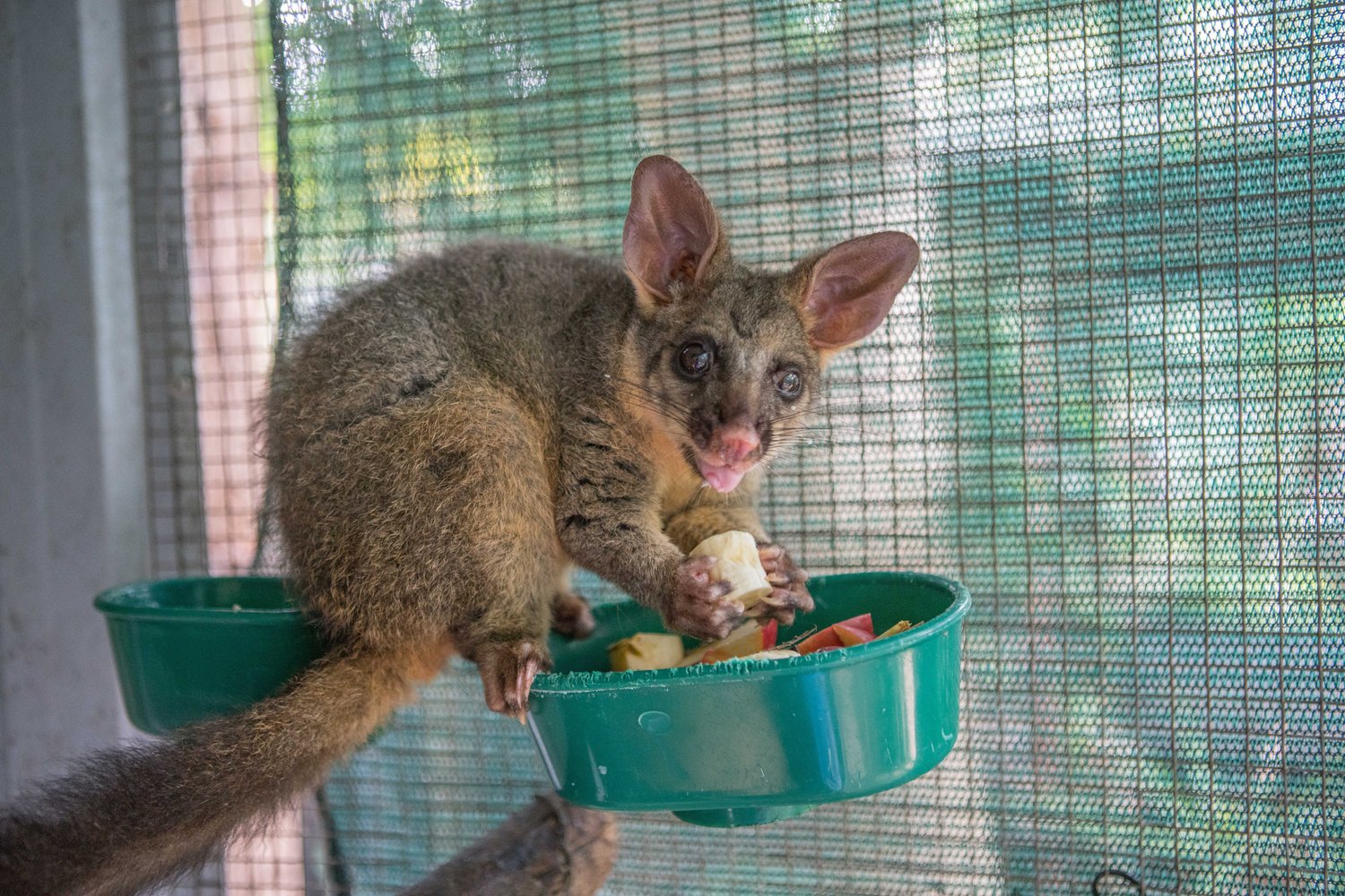 Possum in Your Roof? Here's How to Help