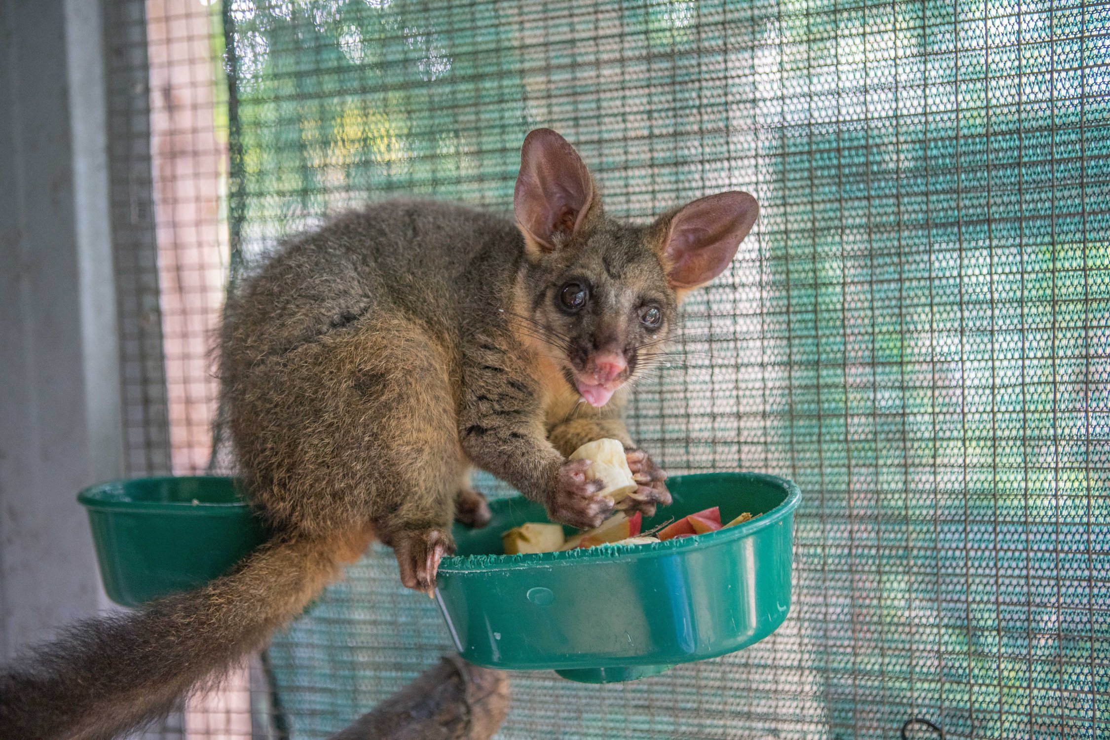 Possums