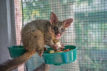 Possums