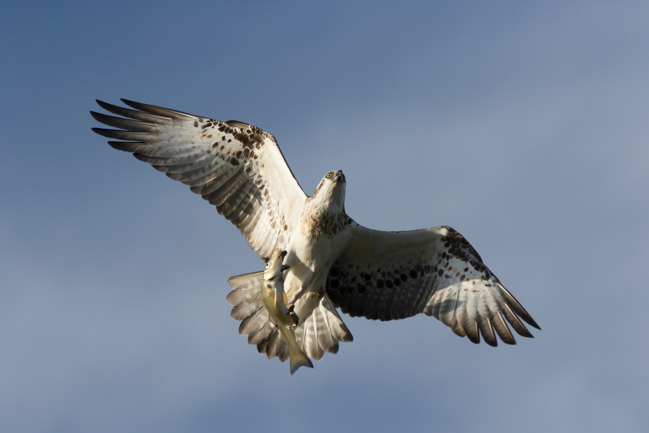 Raptors - Birds of Prey