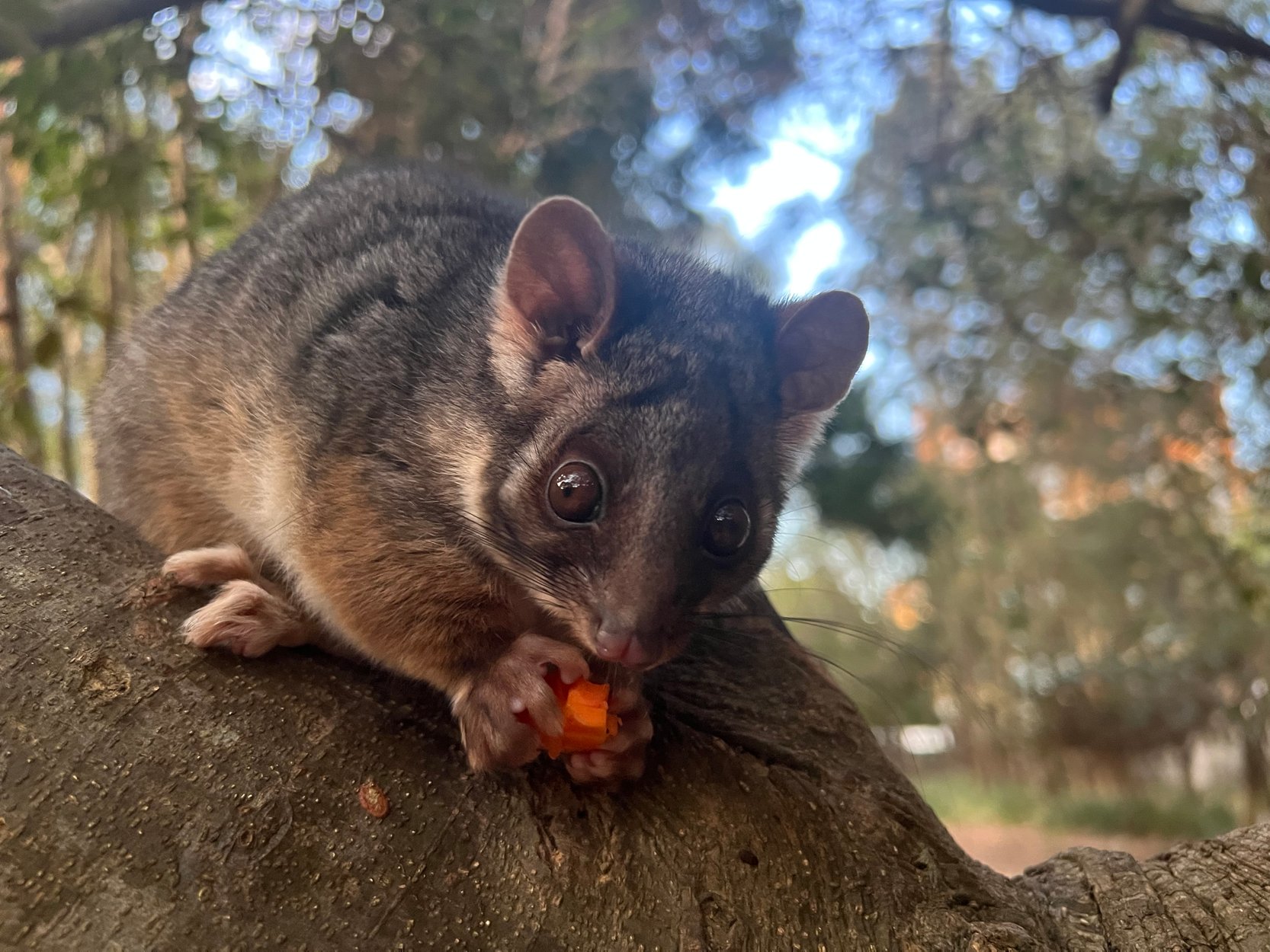 Possums