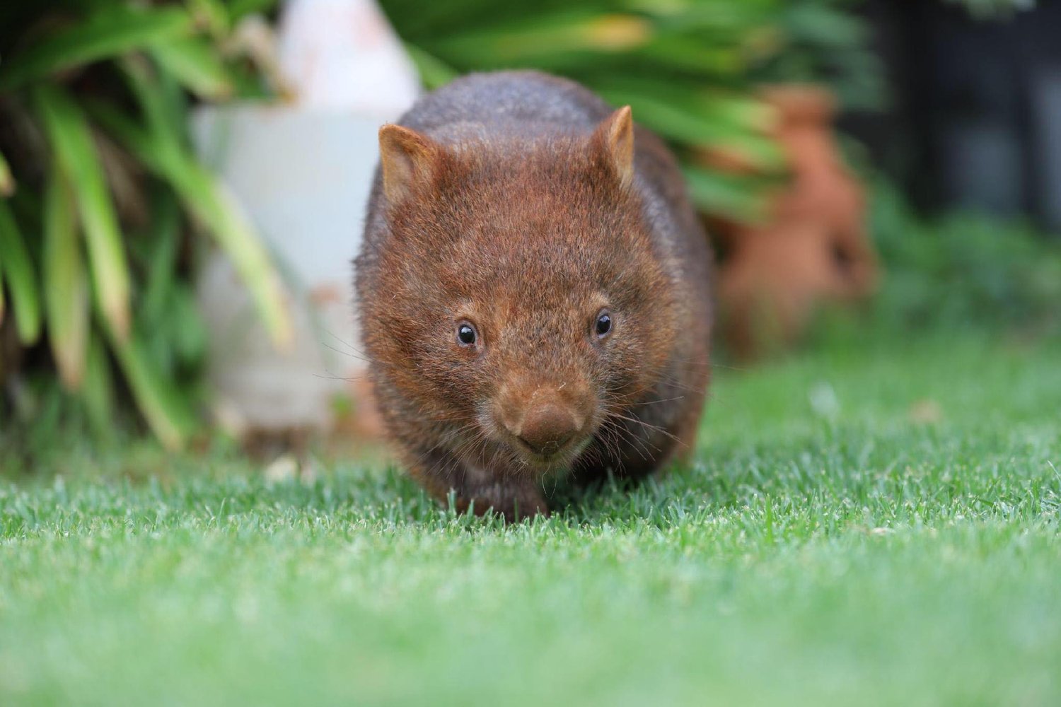 Wombats