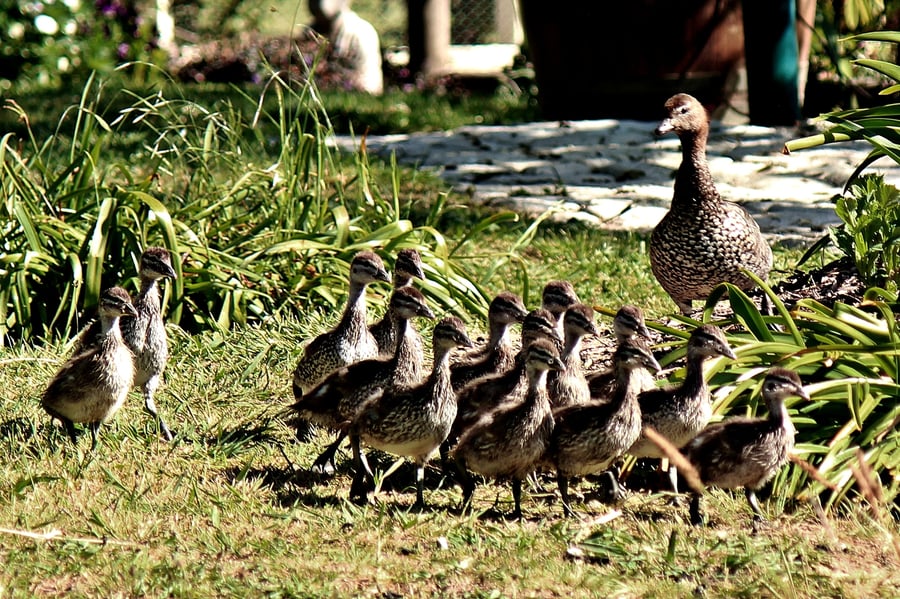 Ducks And Ducklings