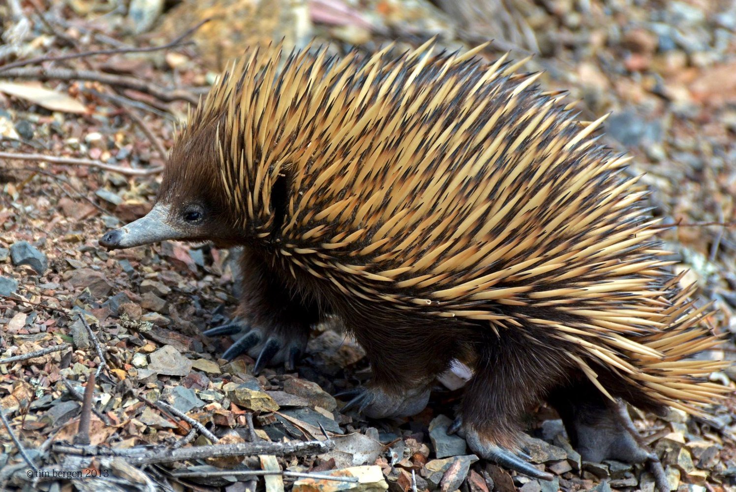 Echidna