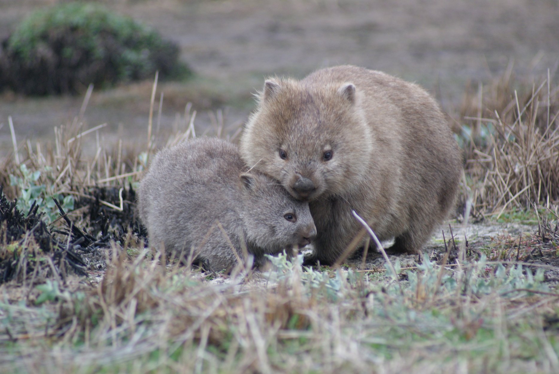 Wombats