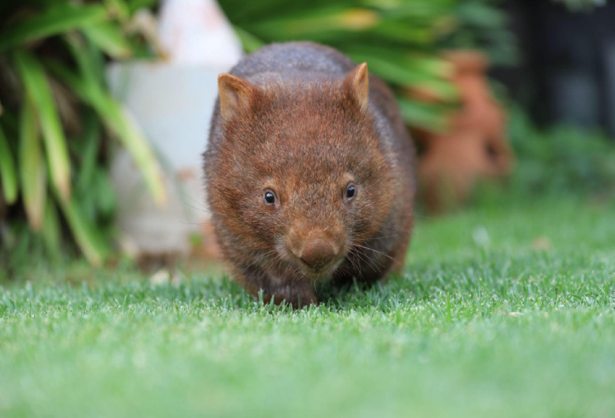 Wombat Mange Program