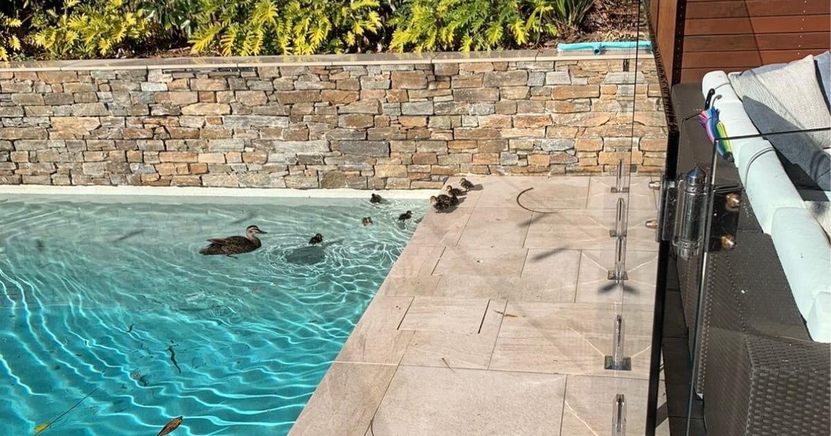 Wildlife and Pool Safety